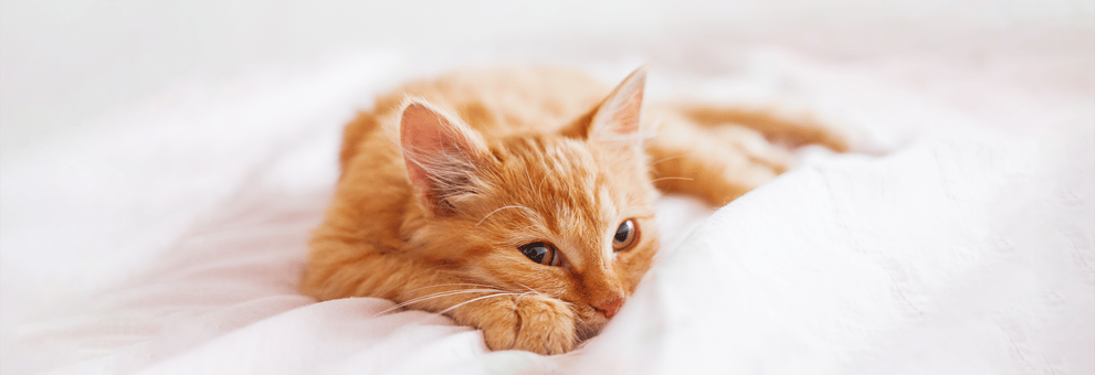Katzenschnupfen – Symptome & Behandlung